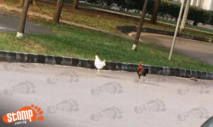 Why did the chickens cross the road -- at Strathmore Avenue? | STOMP