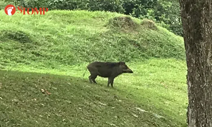 Lone wild boar roaming on grass patch near NTU | STOMP