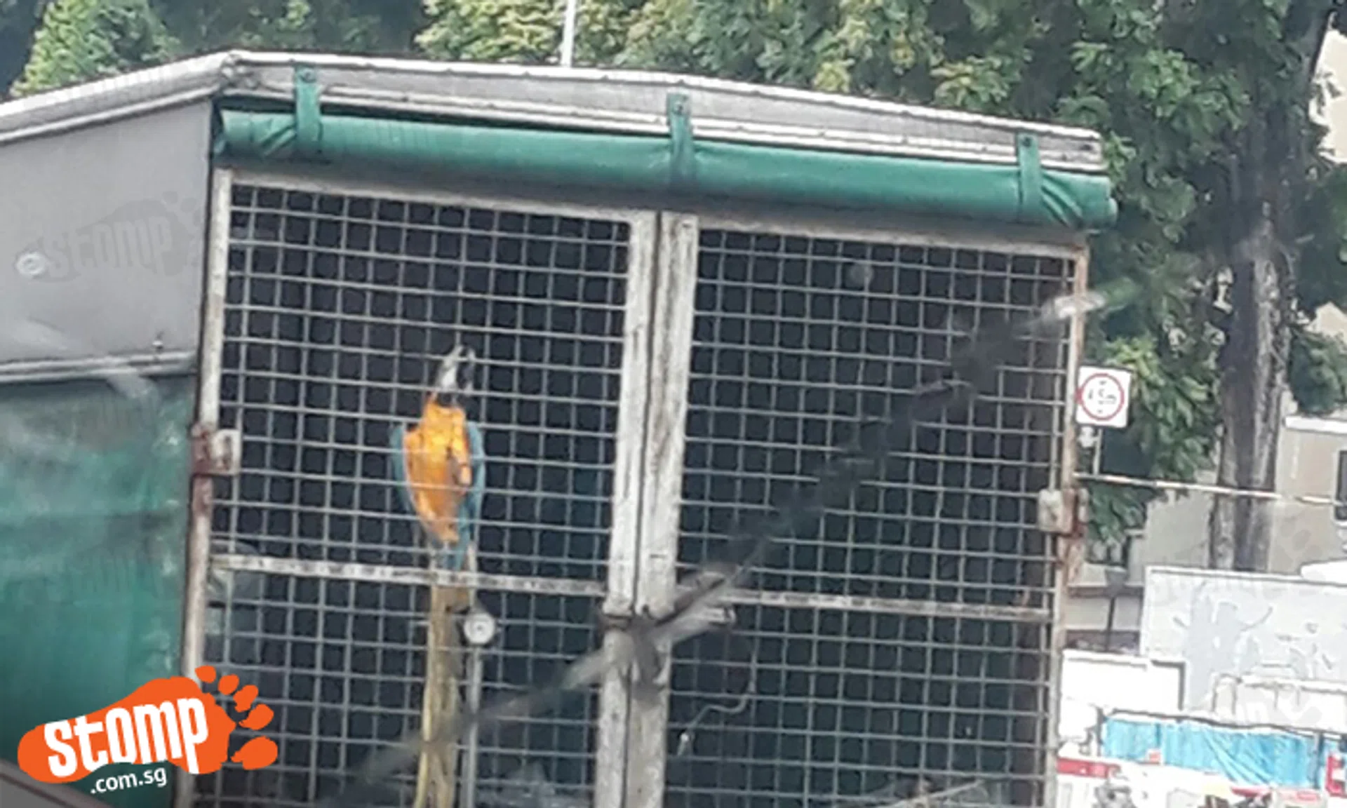 Why do this? Lorry driver ties parrot to metal door at back of vehicle | STOMP