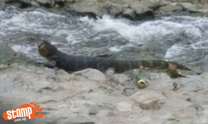 "Monster" lizard spotted feasting at water canal near TPE | STOMP