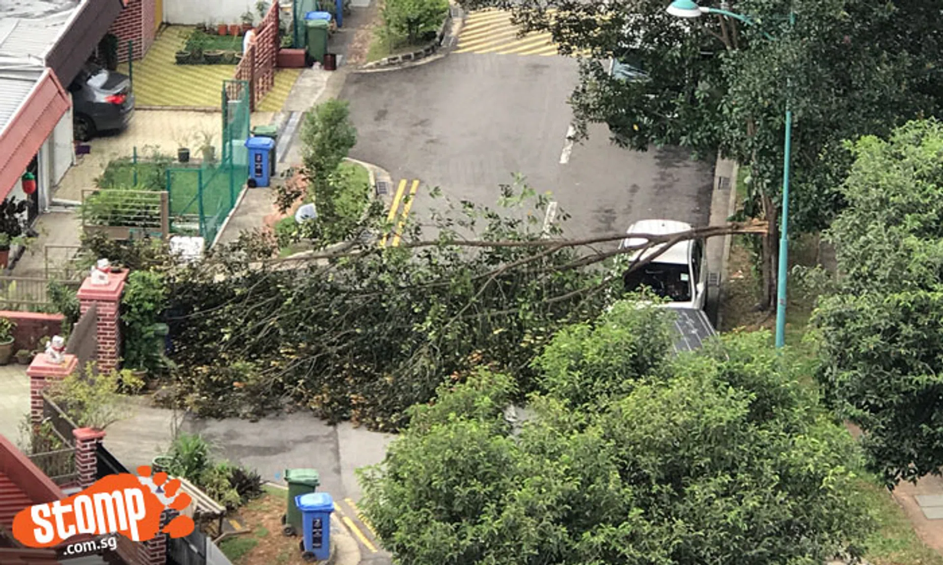 Fallen tree blocks cars from accessing West Coast Drive | STOMP