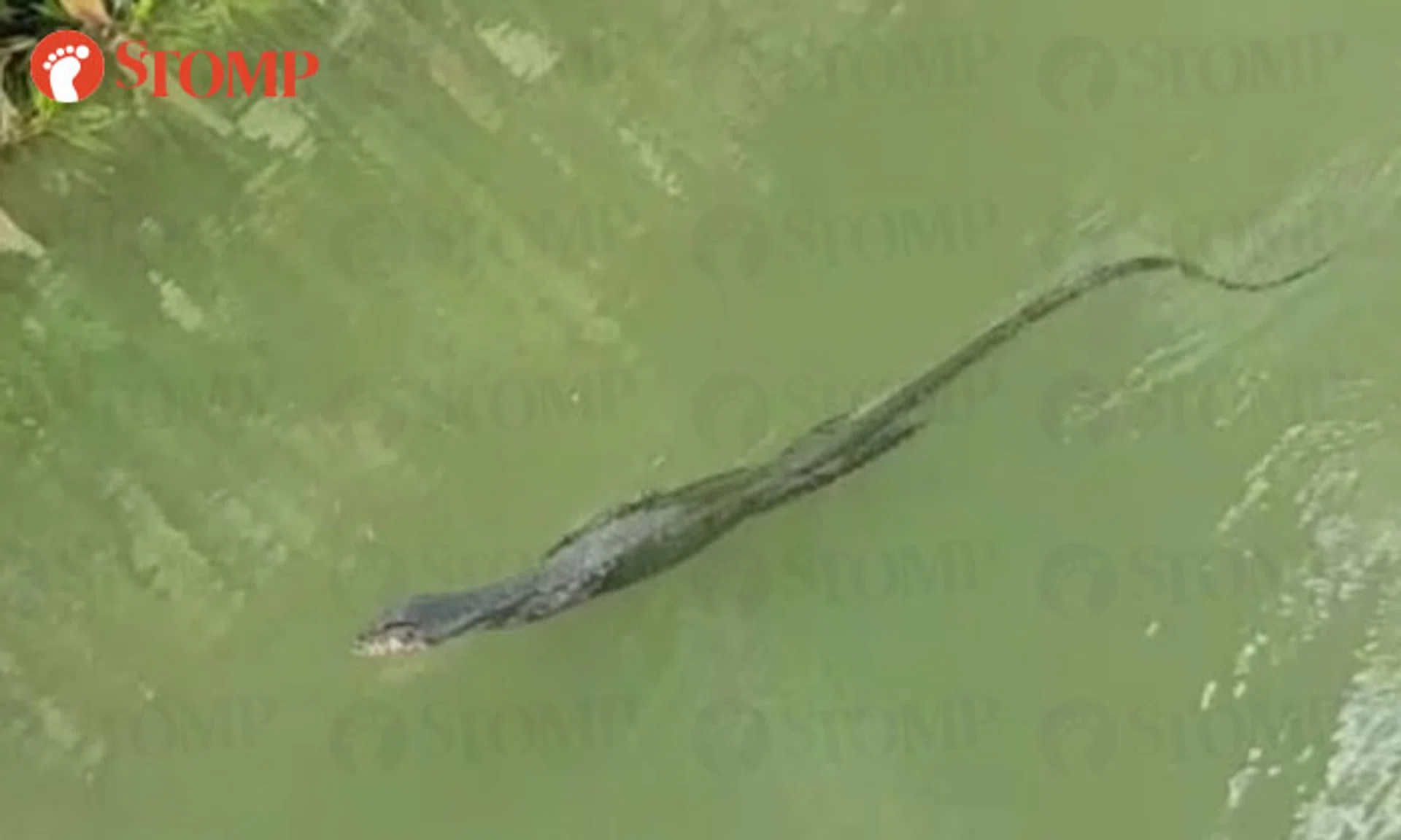 3-metre-long monitor lizard goes for a swim..., Latest News - STOMP