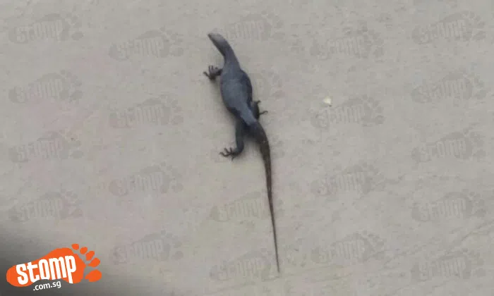 Monitor lizard out on the prowl at Ang Mo Kio canal | STOMP