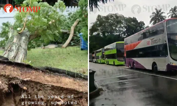 Fallen tree causes traffic jam near Haw Par Villa | STOMP