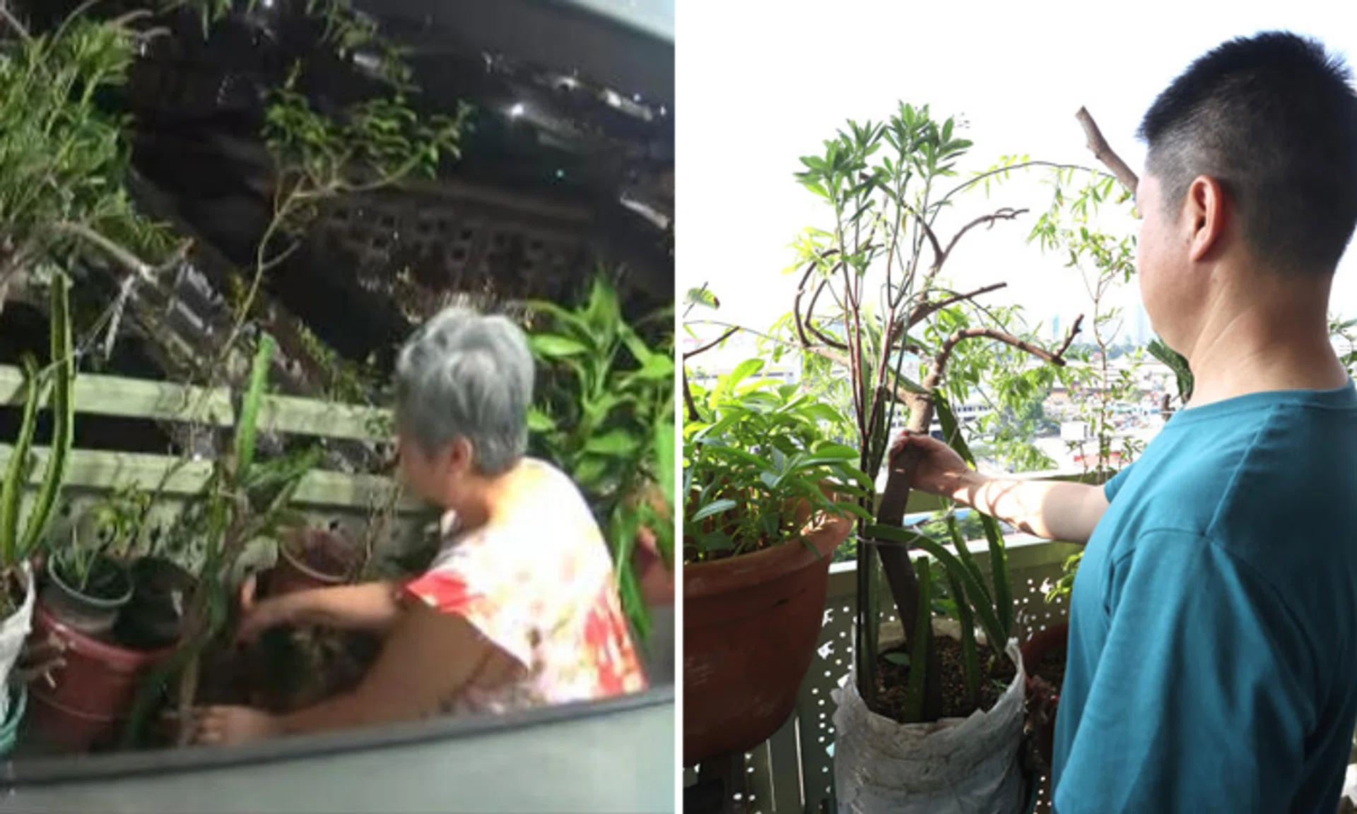 CCTV footage shows neighbour sabotaging man's plants -- but she says it ...