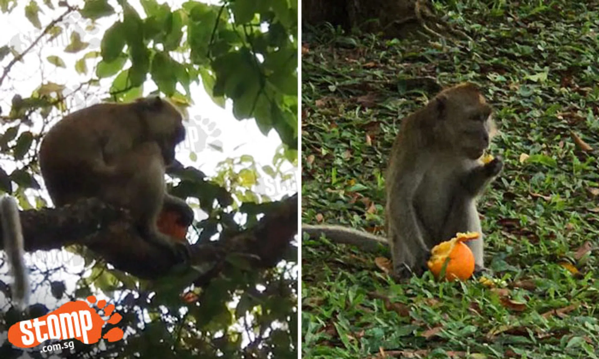 Yet another monkey seen in Bukit Panjang -- but thankfully this one ...