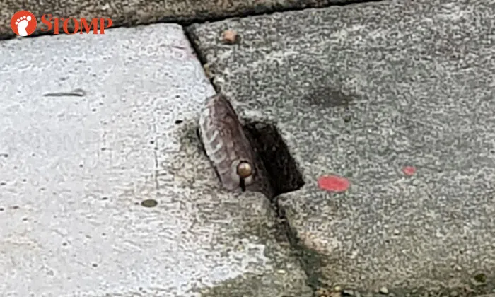Can you spot what's peeking out of drain at Jurong West? | STOMP