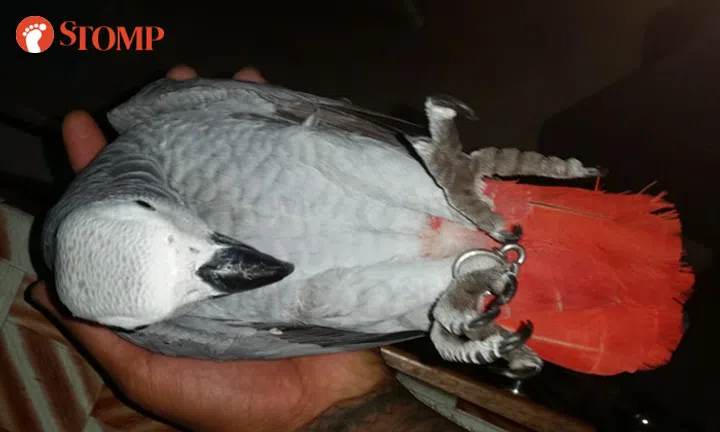 Found: $200 reward offered for grey parrot that went missing in Yishun ...
