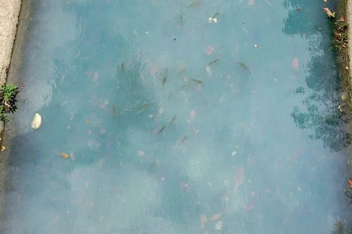 Water in Toa Payoh drain mysteriously turns milky blue, PUB monitoring ...