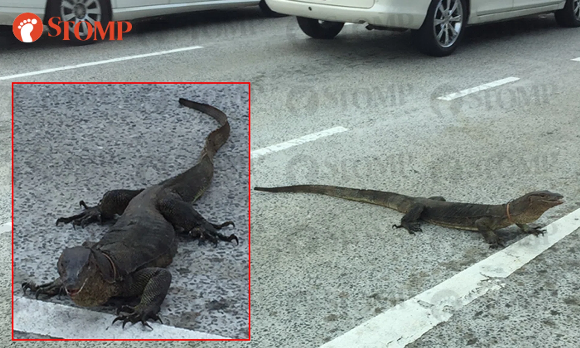 Why did the monitor lizard cross the road? Because it's Yishun | STOMP