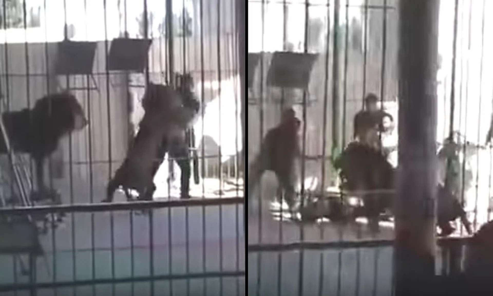 Terrifying video shows lion killing circus worker during live show | STOMP