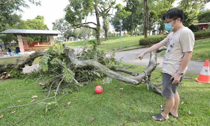 5-year-old girl narrowly escapes getting hit by falling tree at ...