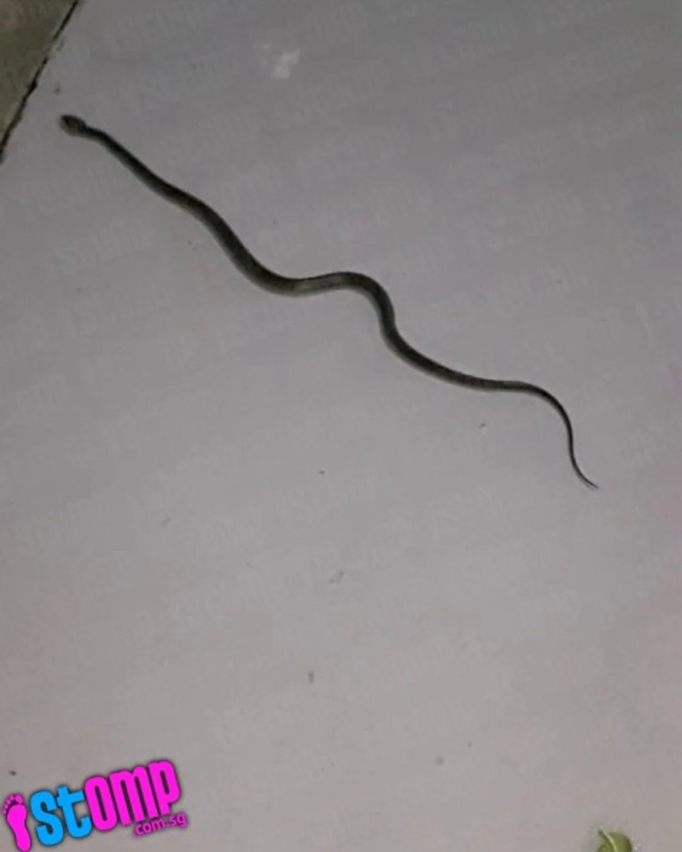 Snake slithers towards drain in CCK Ave 4, and gets bitten by ants | STOMP