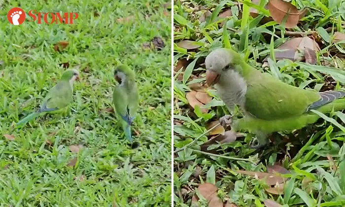 Stomper thrilled to see three wild parakeets at Pasir Ris Street 72 | STOMP