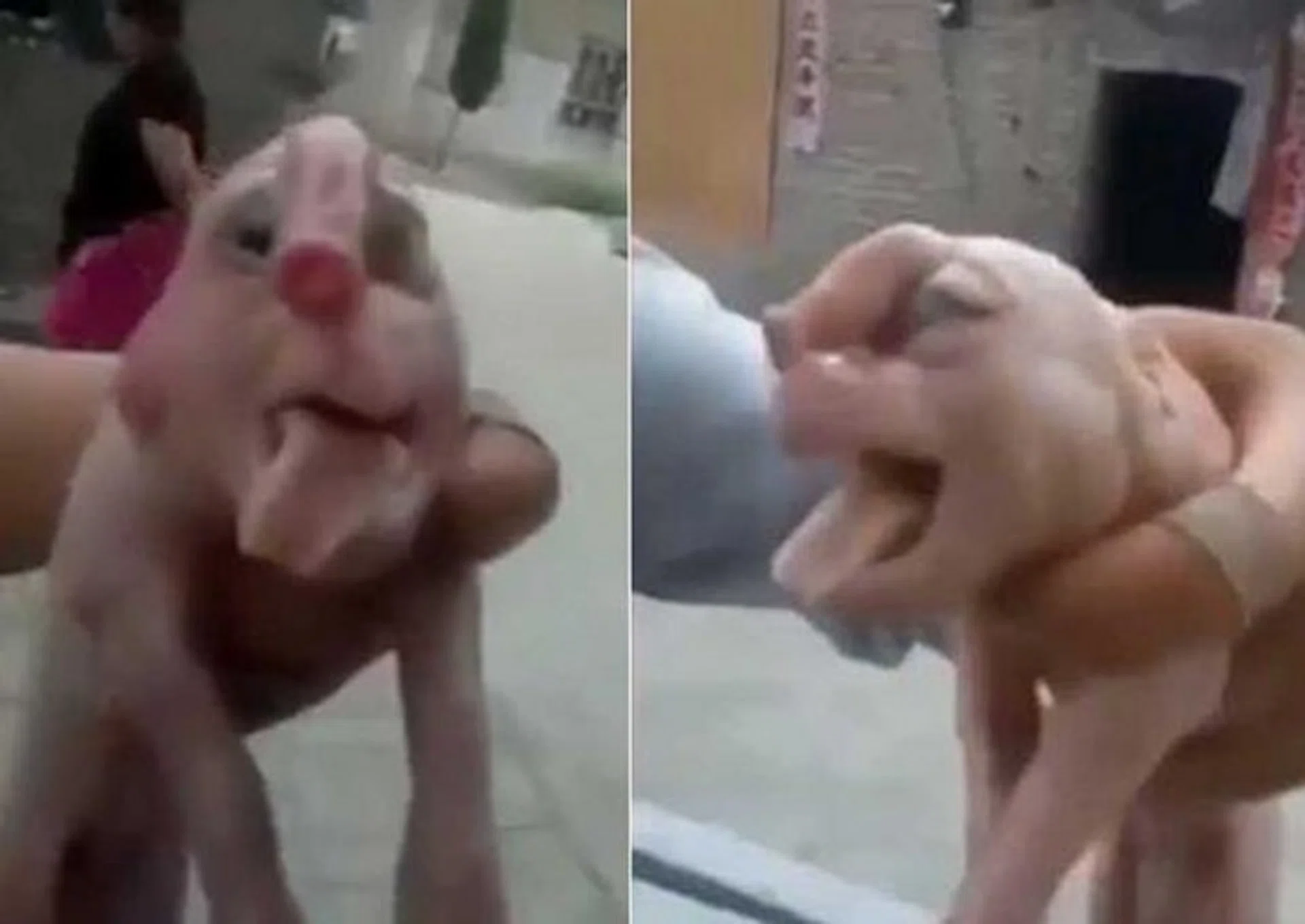 Alien-looking mutant pig with 'elephant trunk' sends Internet into a ...