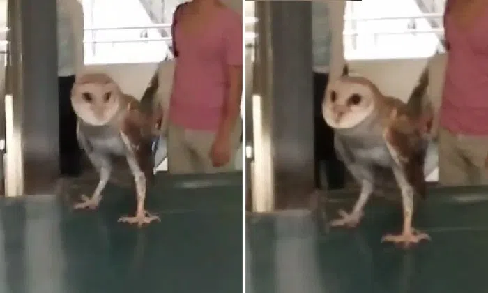 Lost owl hangs out at staircase before flying and crashing into glass ...
