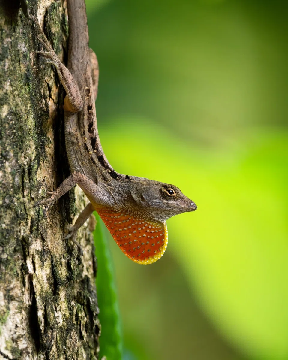 NParks investigates threat of brown anoles, greenhouse frogs to native ...