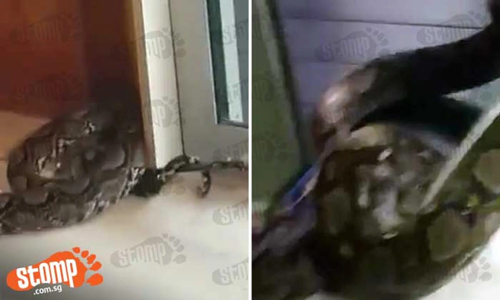 Yio Chu Kang condo resident makes nightmare find in home: A large python | STOMP
