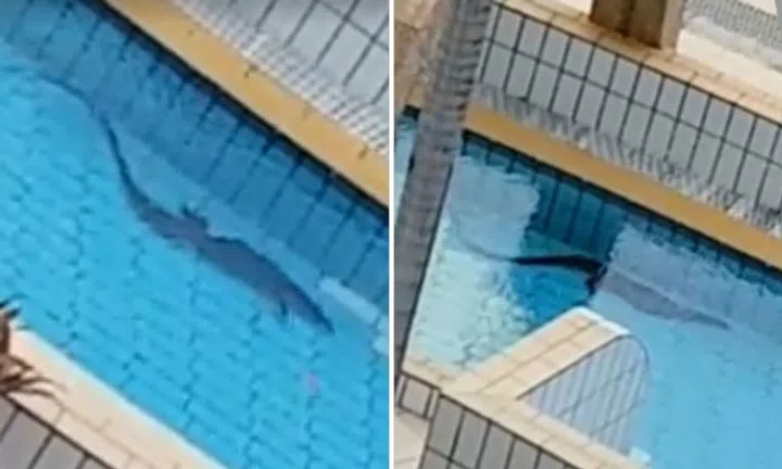 Monitor lizard takes a dip in pool after finding its way into Jurong ...