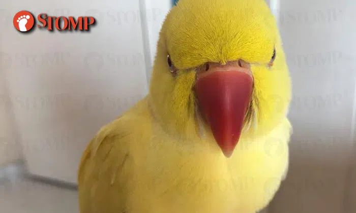Have you seen this adorable parrot? It was last spotted near Jurong ...