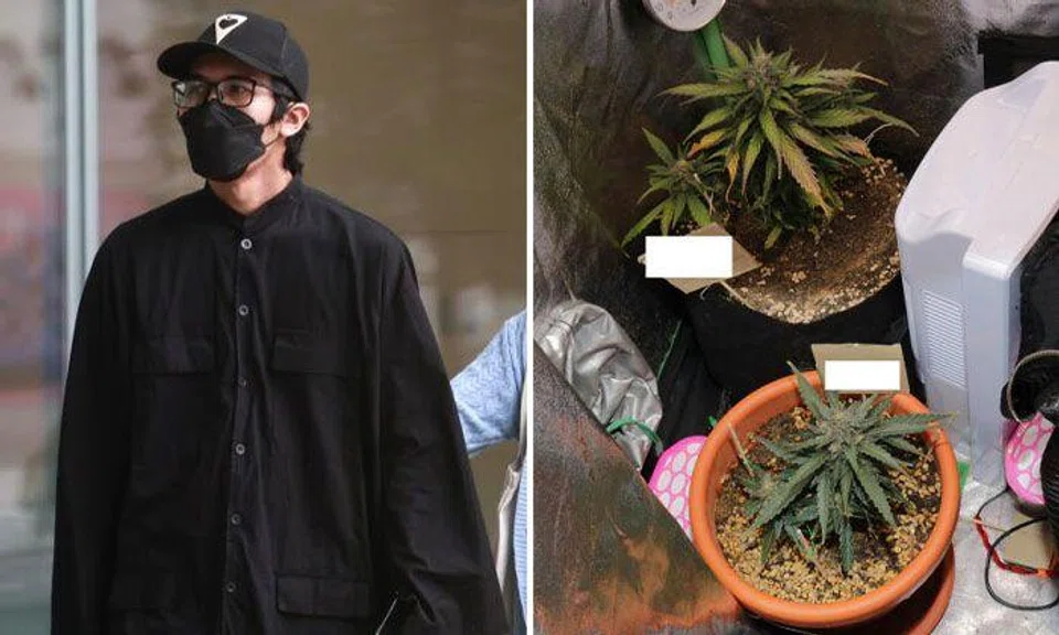 Man who imported cannabis edibles, grew cannabis plants in his HDB flat ...