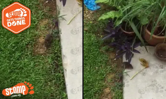 Town council to engage pest controller to deal with rodent after Stomp ...