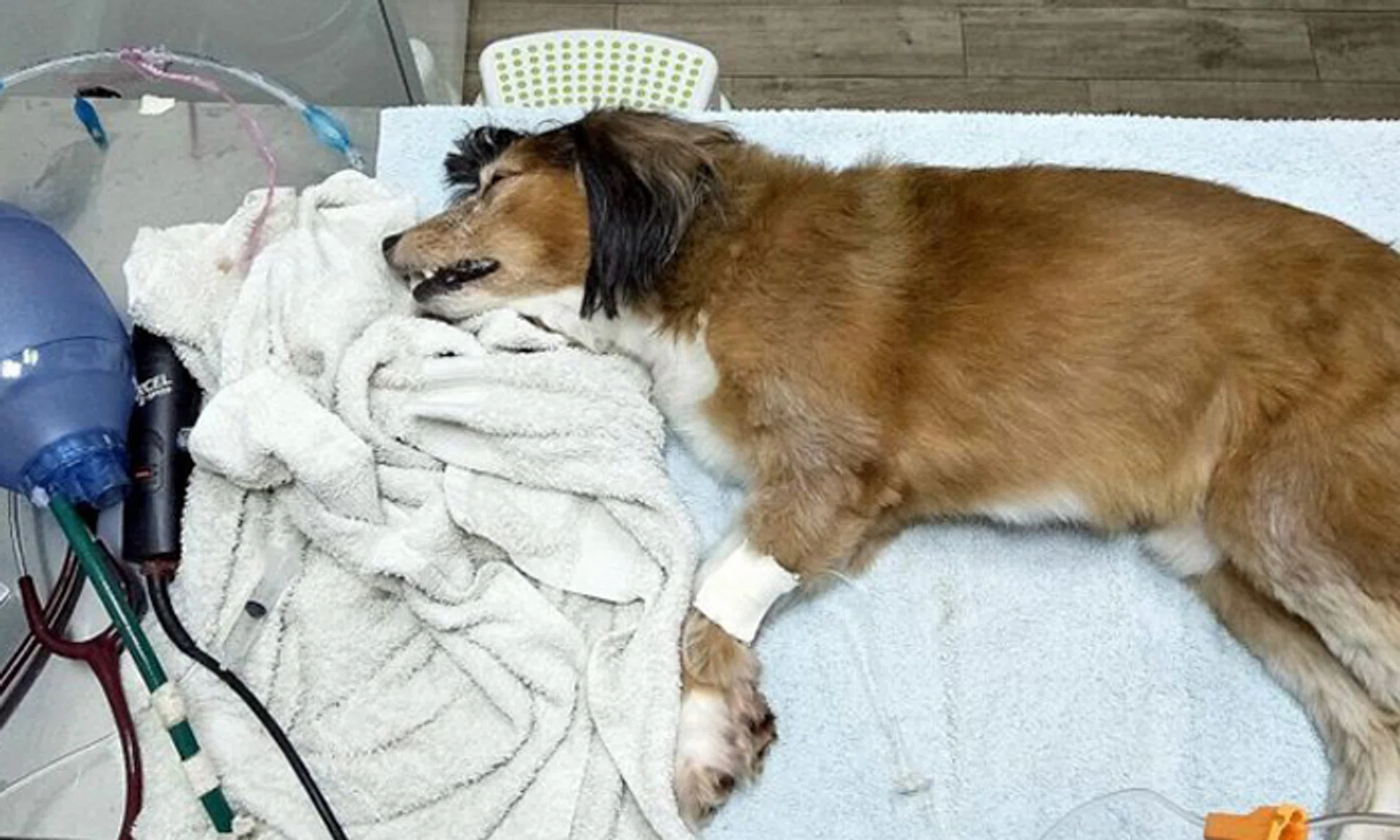 Dog dies from poisoned bread intended for pigeon culling exercise | STOMP