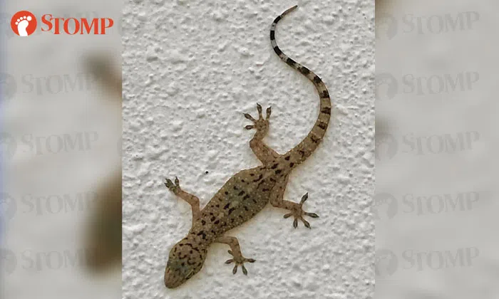 Stomper obtains 4D numbers from lizard's body at Buangkok: Can you see ...