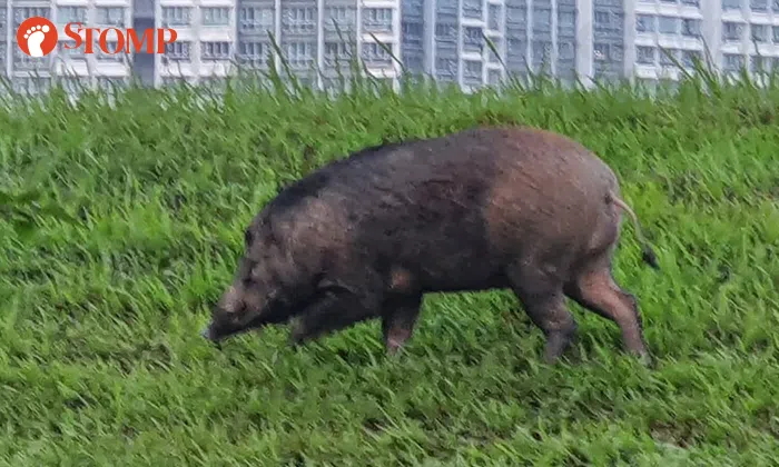 Man 'freezes on the spot' after encountering wild boar in Punggol | STOMP