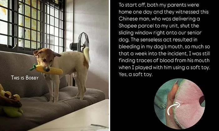 Shopee responds after pet owner says deliveryman slammed window on ...