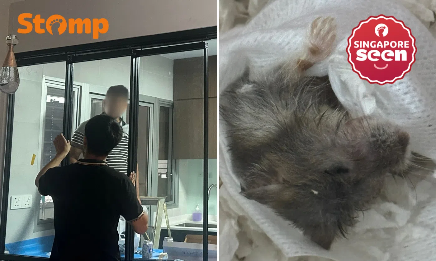 Pet owner blames hamster's death on workers installing kitchen doors ...