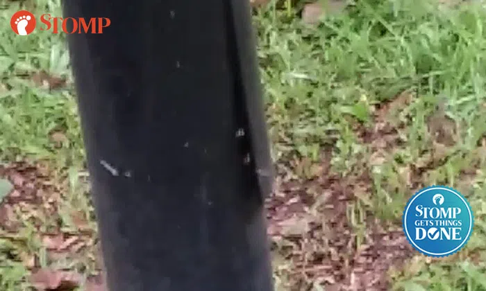 West Coast Town Council deploys pest control to kill bees inside lamp ...