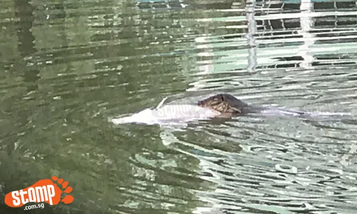 Monitor lizard feasts on its big breakfast in Sungei Tampines | STOMP