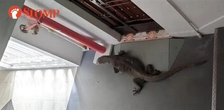 It takes 4 people to capture 'hugeeee' monitor lizard outside Stomper's ...