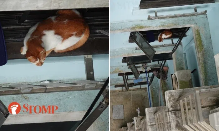 Stomper feels 'heart pain' to see cat perched precariously at 4th ...