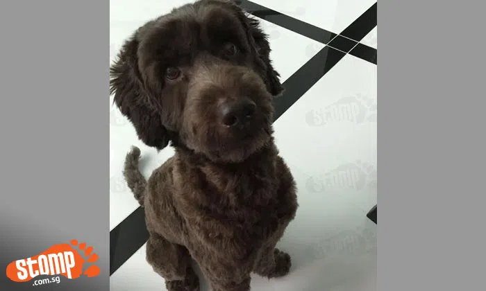 Owner offering $1,000 to anyone who finds her lost Labradoodle last ...