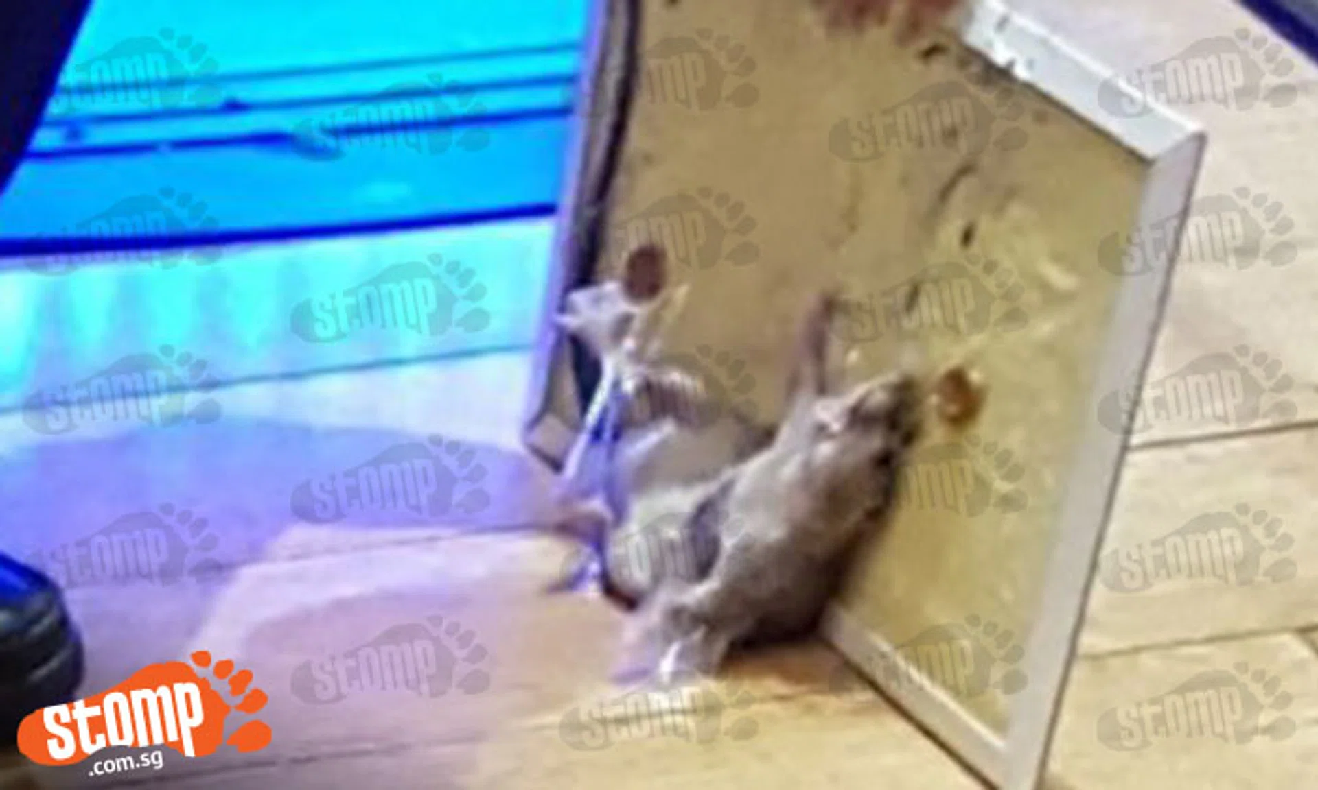 Rat falls in front of man eating lunch at food court in MBFC | STOMP