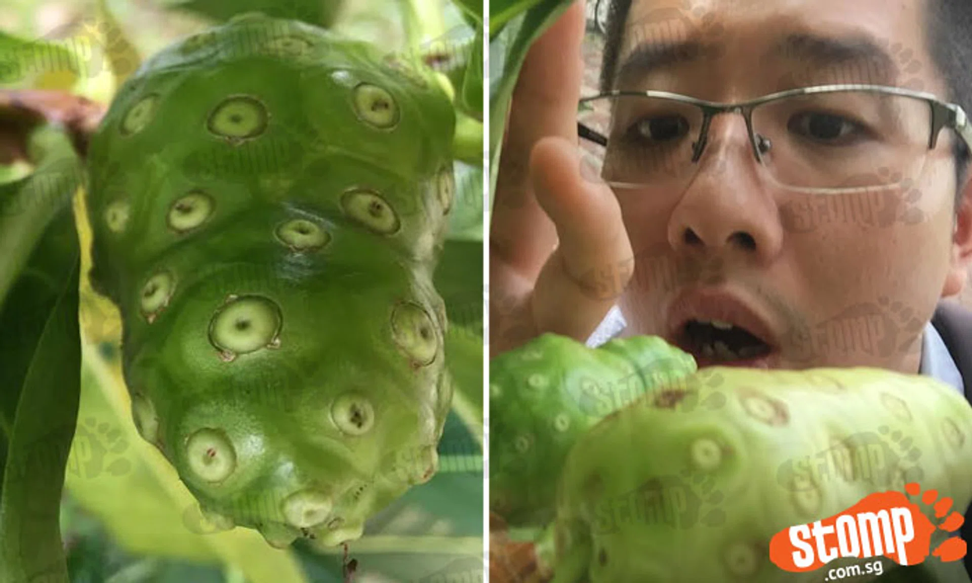 Anyone knows what these 'alien looking fruits' growing under tree in ...