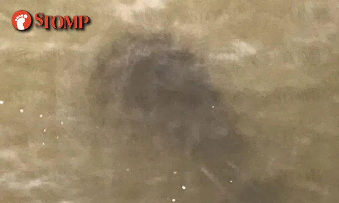 Man sees school of fish at Punggol Beach -- but is surprised when they ...