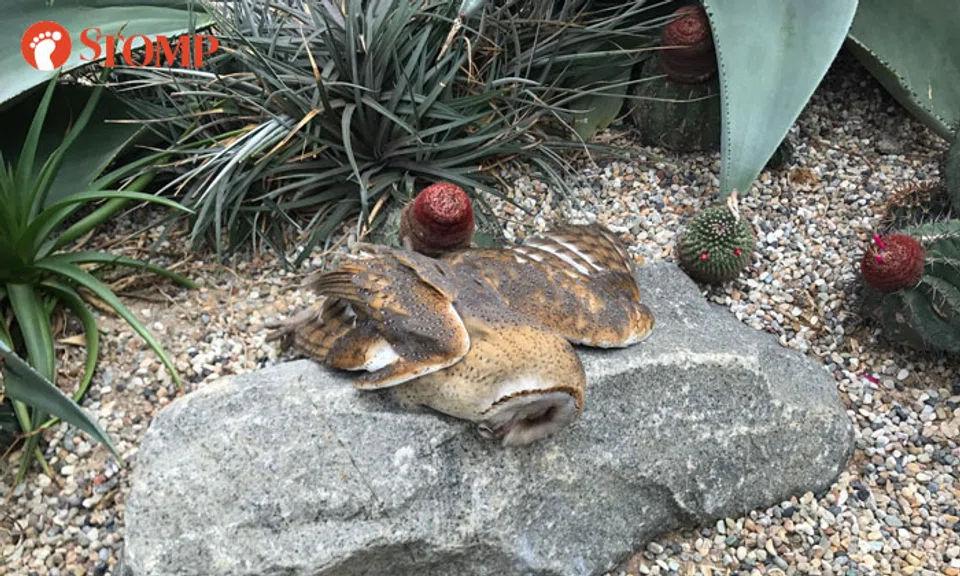 Barn owl found dead at Sun Pavilion in Gardens by the Bay | STOMP