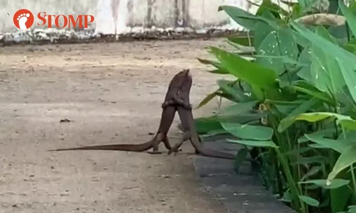 Are they dancing? Monitor lizards go at it in Admiralty Park | STOMP