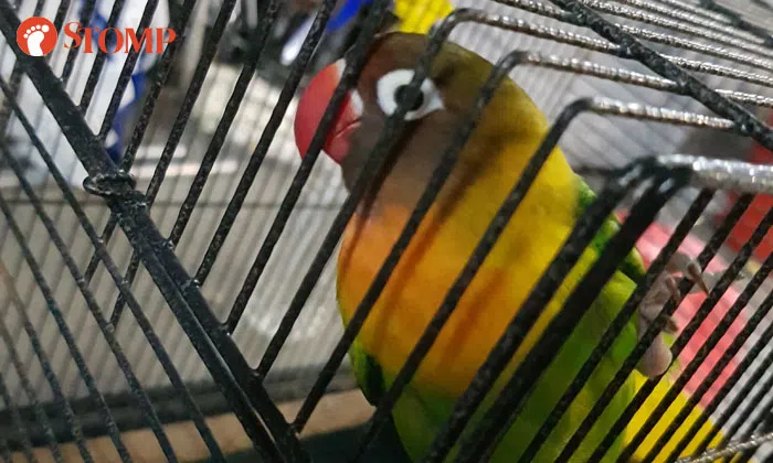 Is this parrot found at Bukit Batok yours? | STOMP
