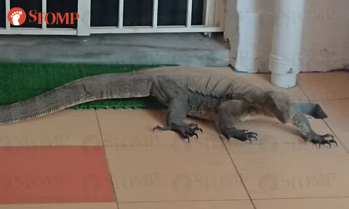 Man finds monitor lizard over 1-metre long outside his 2nd-storey unit ...