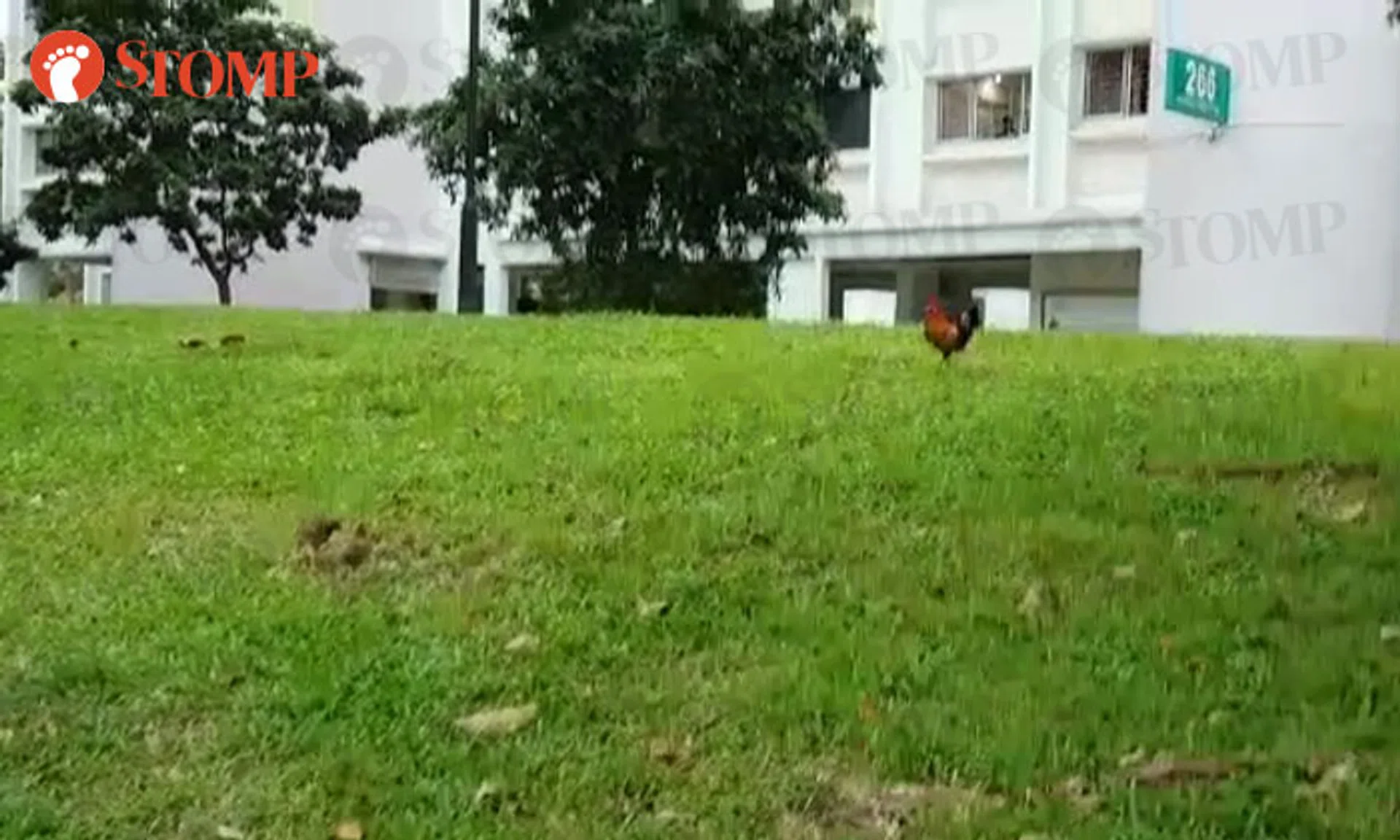 How many chickens can you see roaming around grass patch near Block 266 ...