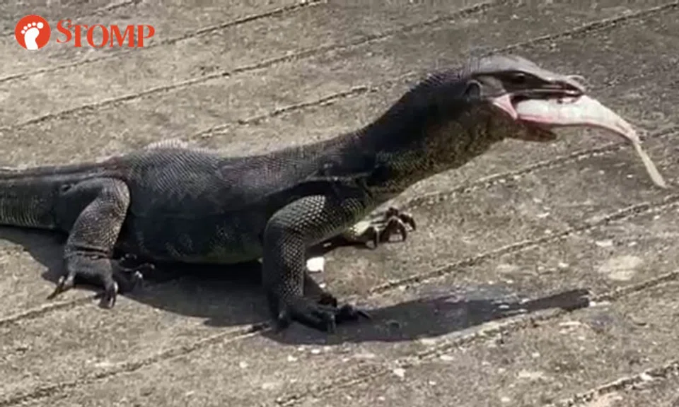 Monitor lizard devouring fish at Jurong Lake Gardens shows how life has ...