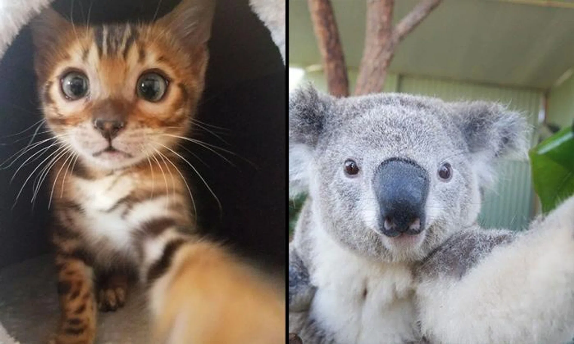 20 animals show off their selfie-taking skills, Latest News - STOMP