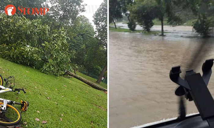 Fallen trees and flash floods amidst heavy rain on Tuesday | STOMP