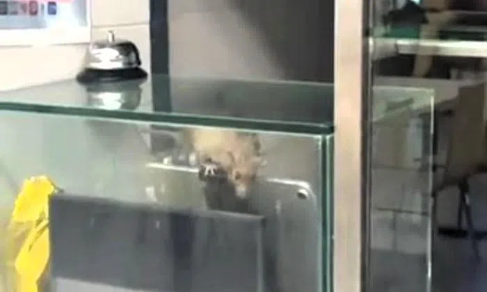 Rat spotted at economy rice stall in SIT foodcourt, SFA investigating ...