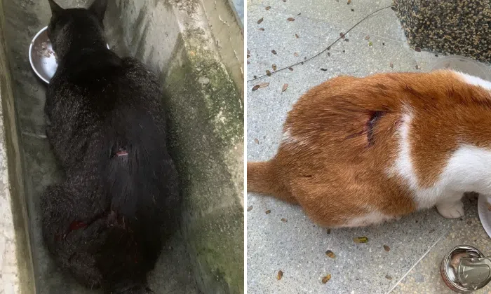Community cats 'slashed on the back' in Toa Payoh: Is it the work of a ...