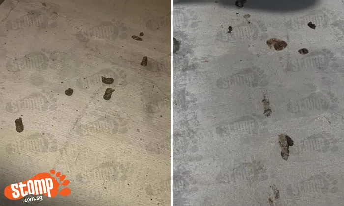 Bukit Timah pavement dotted with dog poop -- that becomes even bigger ...